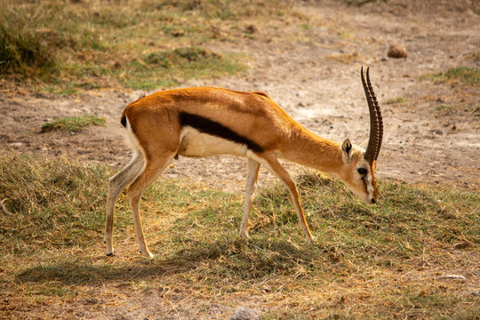 "Thomson's Gazelle" Images – Browse 3,170 Stock Photos, Vectors, and ...