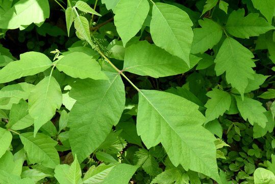 "Poison Sumac" Images – Browse 263 Stock Photos, Vectors, and Video ...