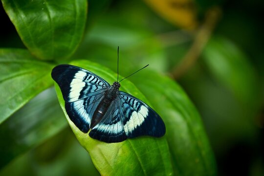 "Panacea Images – Browse 7,020 Stock Photos, Vectors, and Video | Adobe ...