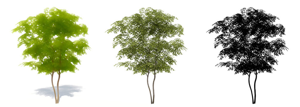 "Field Maple" Images – Browse 849 Stock Photos, Vectors, and Video ...