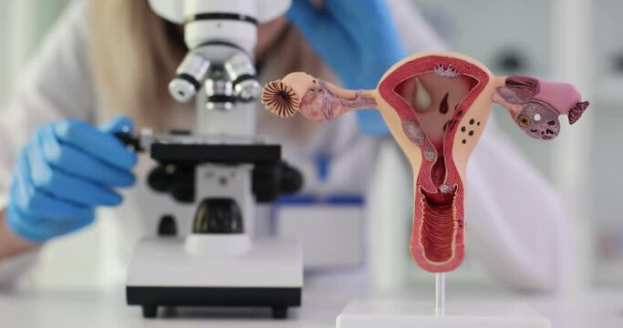 "Female Reproductive System" Images – Browse 8,354 Stock Photos ...