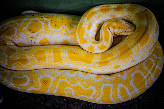 Yellow Python Images – Browse 17,287 Stock Photos, Vectors, and Video ...
