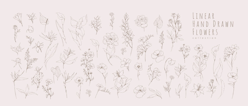 merfin photos, images, assets | Adobe Stock