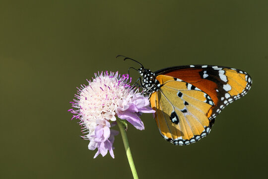 "African Monarch" Images – Browse 3,428 Stock Photos, Vectors, and ...