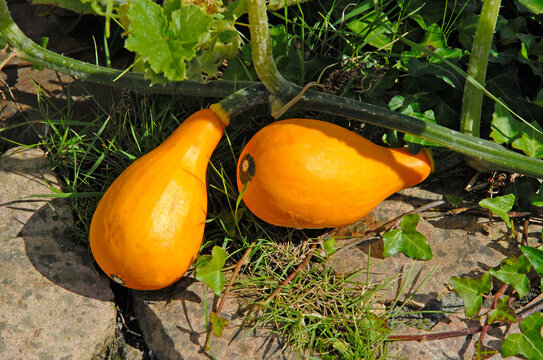 「Coloquinte」の写真素材 | 699件の無料イラスト画像 | Adobe Stock