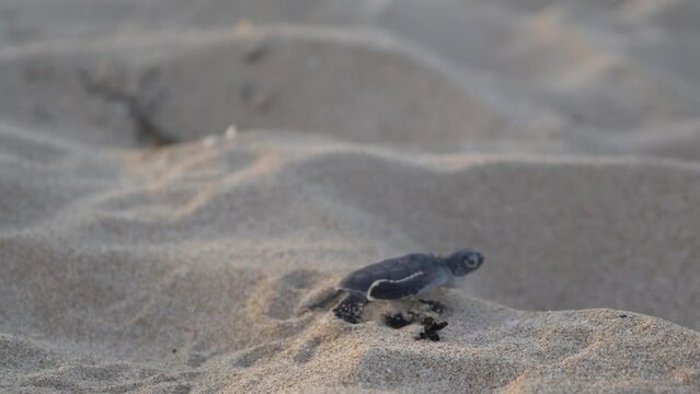 "Baby Turtle" Images – Browse 2,487 Stock Photos, Vectors, and Video ...