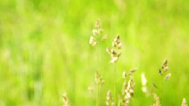 Bluegrass Background Images – Browse 4,507 Stock Photos, Vectors, and ...