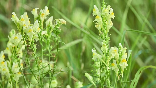 "Linaria Vulgaris" Images – Browse 2,028 Stock Photos, Vectors, and ...