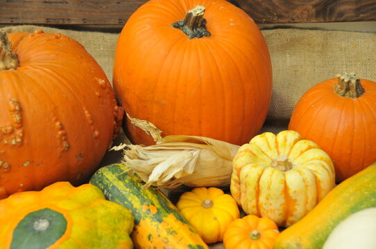 Coloquinte Images – Browse 695 Stock Photos, Vectors, and Video | Adobe ...