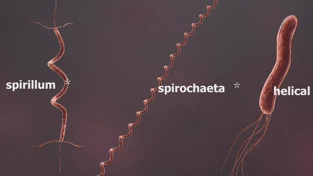 Spirochete 이미지 – 찾아보기 1,839 스톡 사진, 벡터 및 비디오 | Adobe Stock