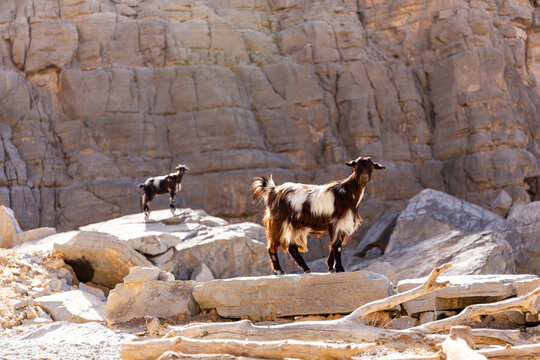 "Jebel Jais" Images – Browse 681 Stock Photos, Vectors, and Video ...