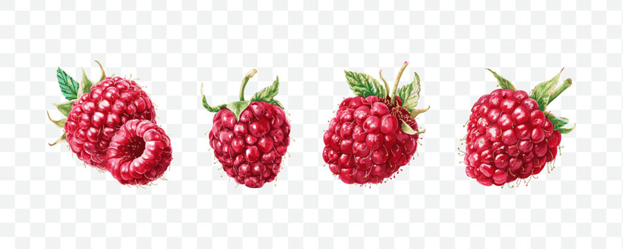 Raspberry Watercolour Images – Browse 20,959 Stock Photos, Vectors, and ...
