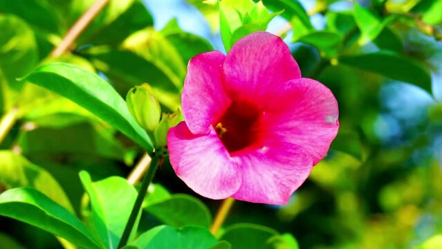 "Purple Allamanda" Images – Browse 439 Stock Photos, Vectors, and Video ...