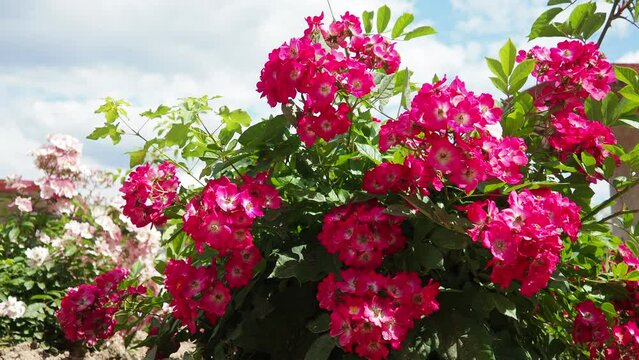 "Double Rose" Images – Browse 240 Stock Photos, Vectors, and Video ...