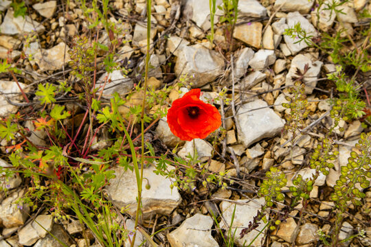 Splitten Images – Browse 90 Stock Photos, Vectors, and Video | Adobe Stock