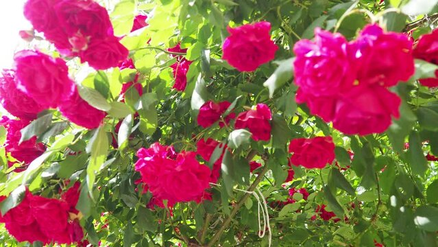 "Double Rose" Images – Browse 240 Stock Photos, Vectors, and Video ...