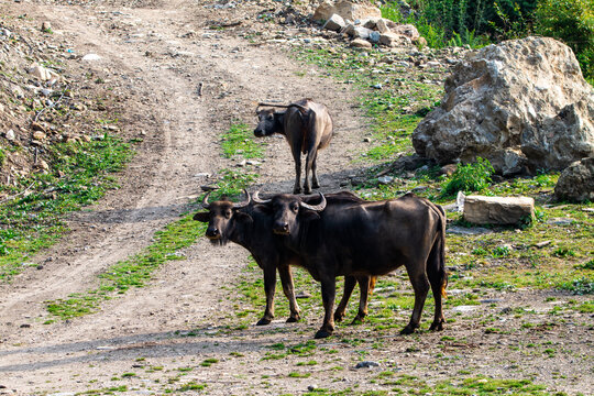 Imágenes de "Water Ox": descubre bancos de fotos, ilustraciones ...