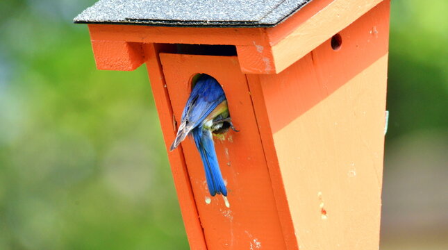 รูปภาพ"Nesting – เลือกดูภาพถ่ายสต็อก เวกเตอร์ และวิดีโอ1,240,811 ...