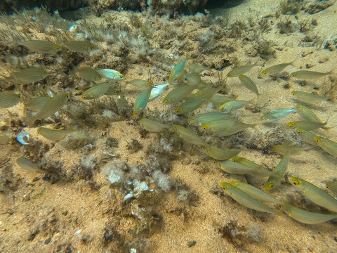 Karanteen Images – Browse 11 Stock Photos, Vectors, and Video | Adobe Stock