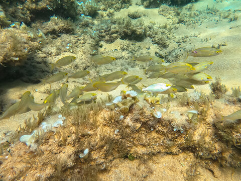 Karanteen Images – Browse 11 Stock Photos, Vectors, and Video | Adobe Stock