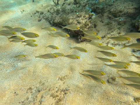 Karanteen Images – Browse 11 Stock Photos, Vectors, and Video | Adobe Stock