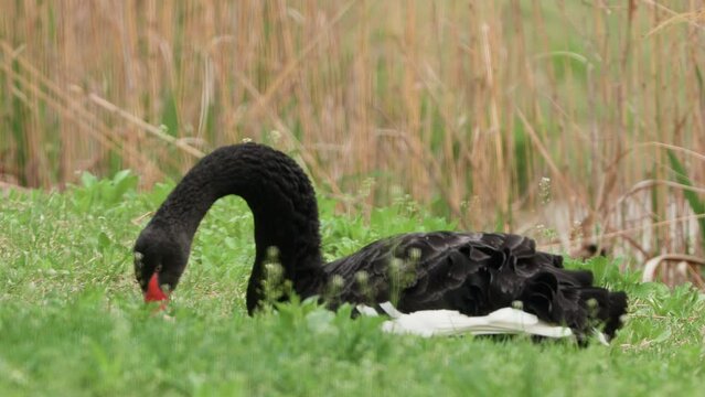 "Australian Black Swan" Imagens – Procure 29 fotos, vetores e vídeos ...