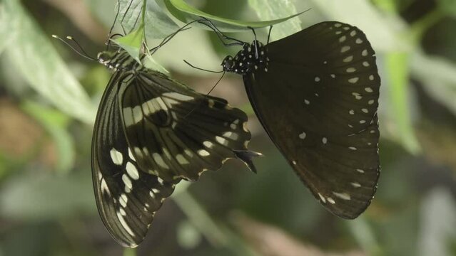 Two Butterflies Images – Browse 44,928 Stock Photos, Vectors, and Video ...