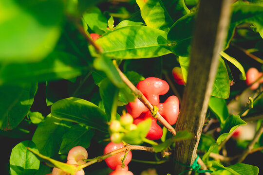 "Bell Fruits" Images – Browse 59 Stock Photos, Vectors, and Video ...
