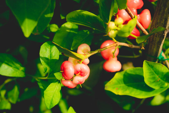 "Bell Fruits" Images – Browse 59 Stock Photos, Vectors, and Video ...