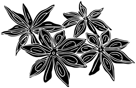 star anise vector
