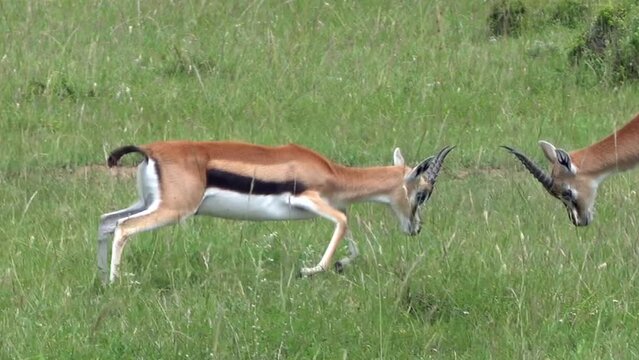 "Thomson's Gazelle" Images – Browse 3,170 Stock Photos, Vectors, and ...