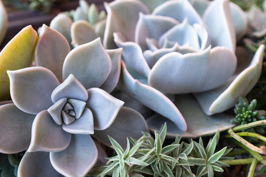 "Succulent Background" Images – Browse 586 Stock Photos, Vectors, and ...