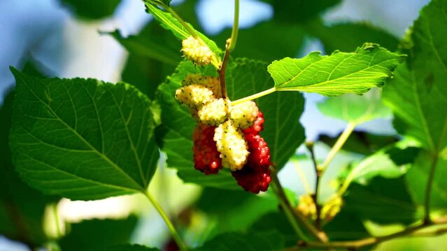 "Mulberry Bush" Images – Browse 491 Stock Photos, Vectors, and Video ...