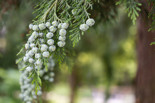 "Port Orford Cedar" Images – Browse 740 Stock Photos, Vectors, and ...