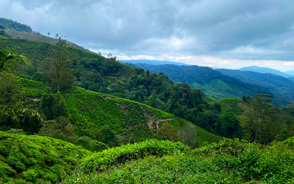 "Cameron Highlands" Images – Browse 5,925 Stock Photos, Vectors, and ...