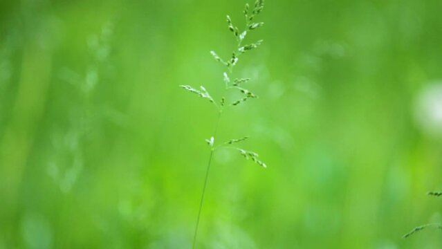 Bluegrass Background Images – Browse 4,501 Stock Photos, Vectors, and ...