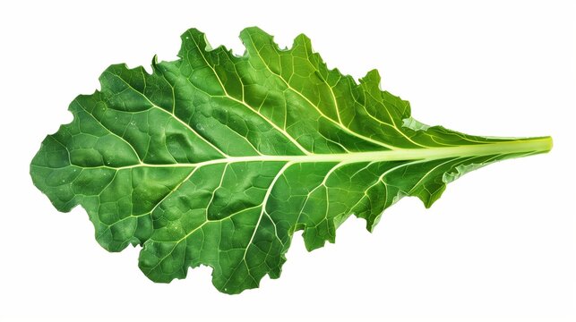 "Kale Leaf" Images – Browse 1,301 Stock Photos, Vectors, and Video ...