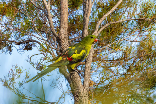 "Regent Parrot" Images – Browse 293 Stock Photos, Vectors, and Video ...