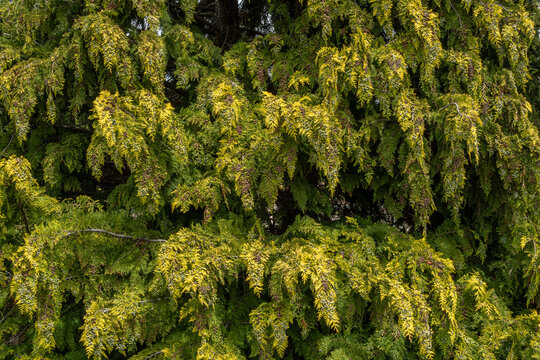 "Port Orford Cedar" Images – Browse 879 Stock Photos, Vectors, and ...
