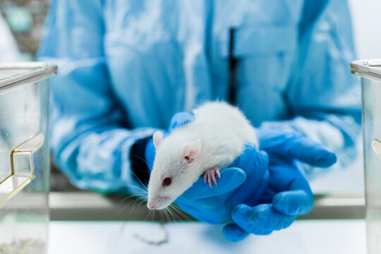 "Laboratory Mouse" Imagens – Procure 2,481 fotos, vetores e vídeos ...