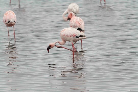 "Lesser Flamingo" Images – Browse 4,242 Stock Photos, Vectors, and ...