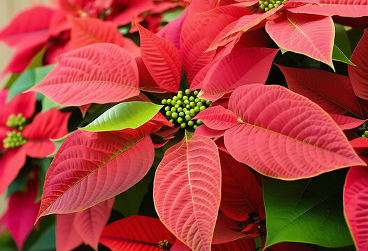 Julblommor bilder – Bläddra bland 293,622 stockfoton, vektorer och ...