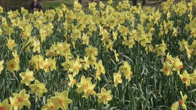 "Daffodil Field" Images – Browse 2,278 Stock Photos, Vectors, and Video ...