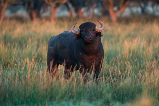 "Water Ox"-Bilder: Stock-Fotos & -Videos. | Adobe Stock
