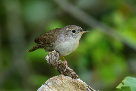 "House Wren" Images – Browse 1,239 Stock Photos, Vectors, and Video ...