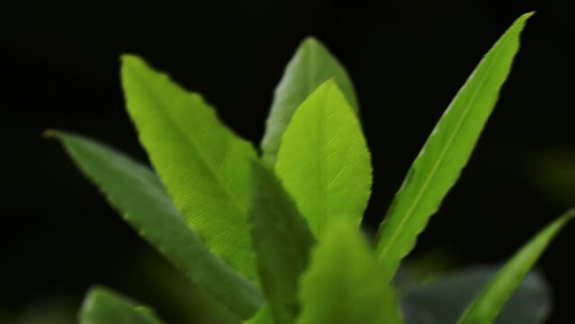 "Laurus - Images et vidéos libres de droits | Adobe Stock