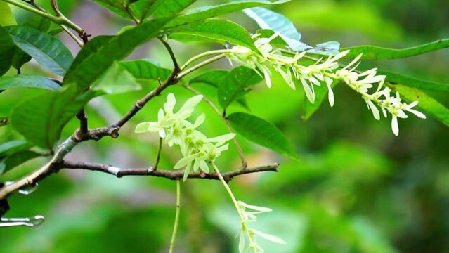 「Tonkin」の写真素材 | 2,427件の無料イラスト画像 | Adobe Stock