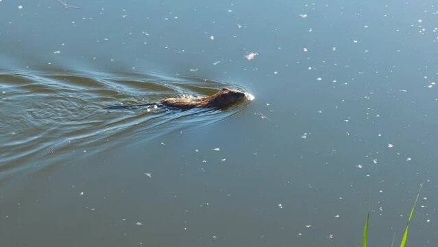 "Water Rat" Images – Browse 1,603 Stock Photos, Vectors, and Video ...