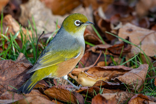 "Zosterops Lateralis" Images – Browse 897 Stock Photos, Vectors, and ...