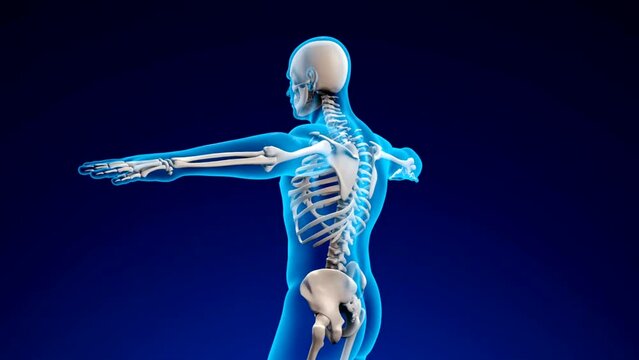 Human Skeleton Images – Browse 1,144,996 Stock Photos, Vectors, and ...